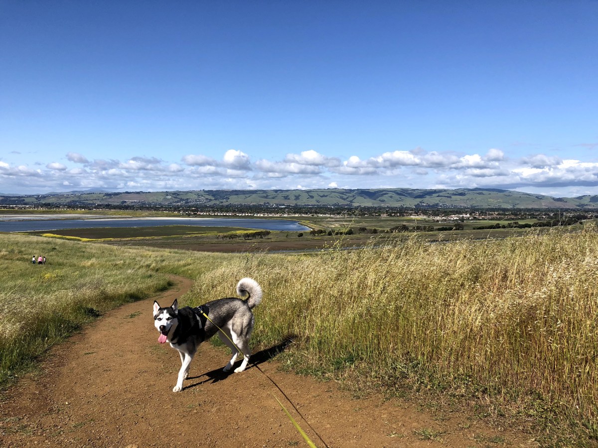 Coyote Hills Once More – Xilin Sun
