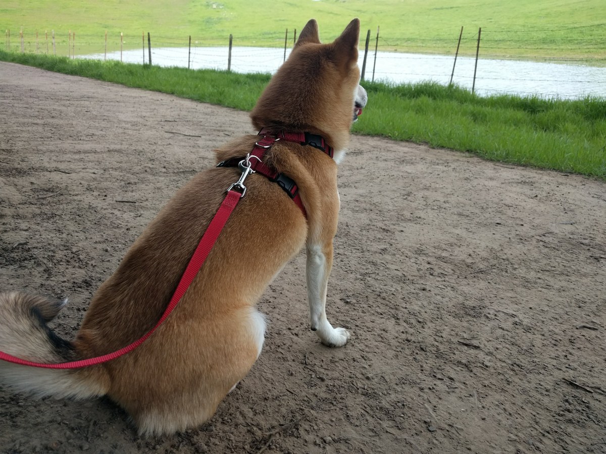 带狗登 Mission Peak – Xilin Sun